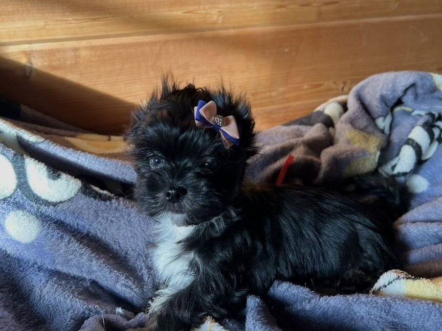 Йоркширский терьер щенки