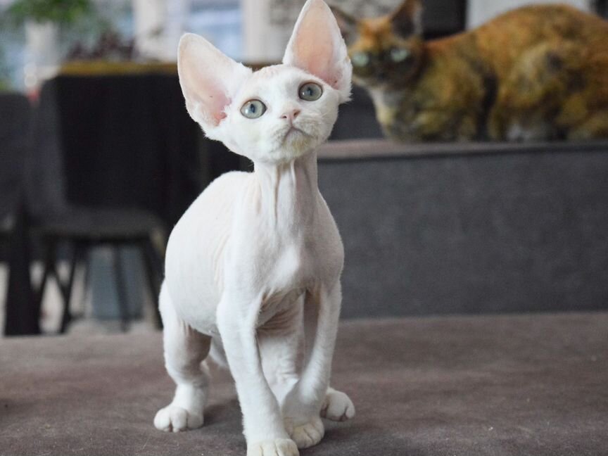 Девон рекс Дамиано