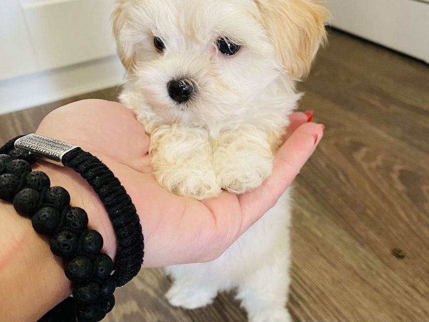 Шикарные щенки Мальтипу F1 мини