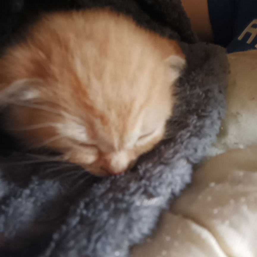 Котёнок