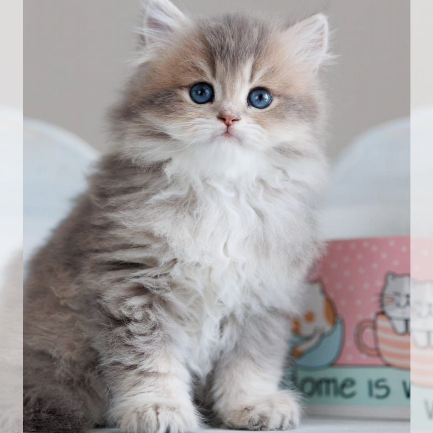 Британские золотые котята