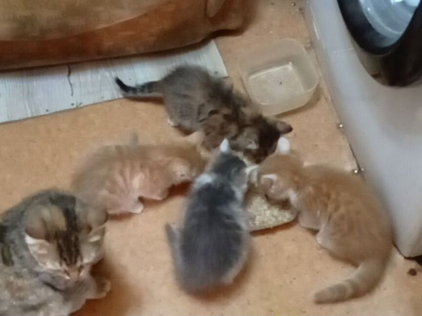 Отдам котят