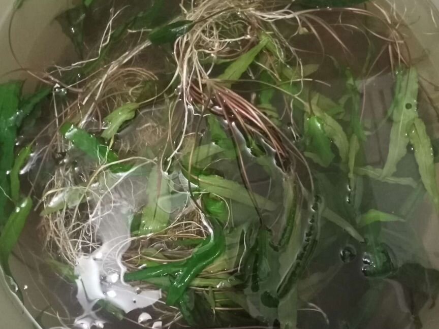 Криптокорина вендта