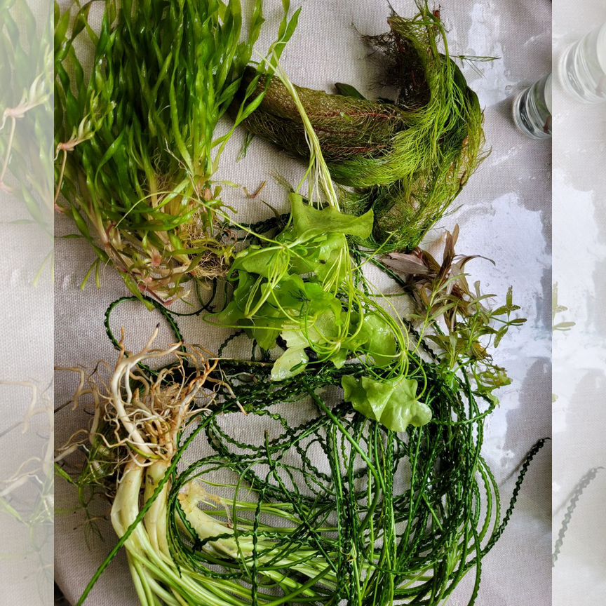 Аквариумная прополка