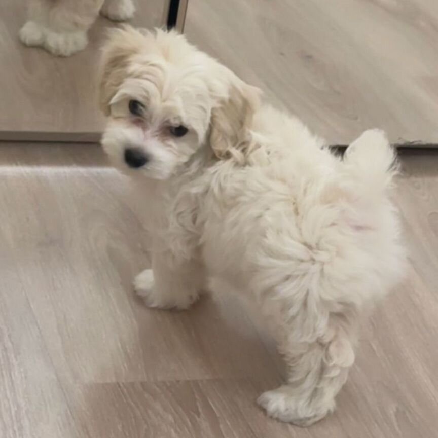 Мальтипу, щенок