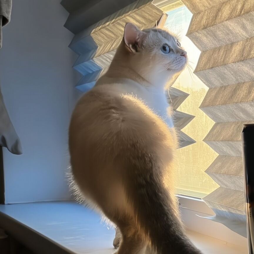 Манчкин, взрослая кошка