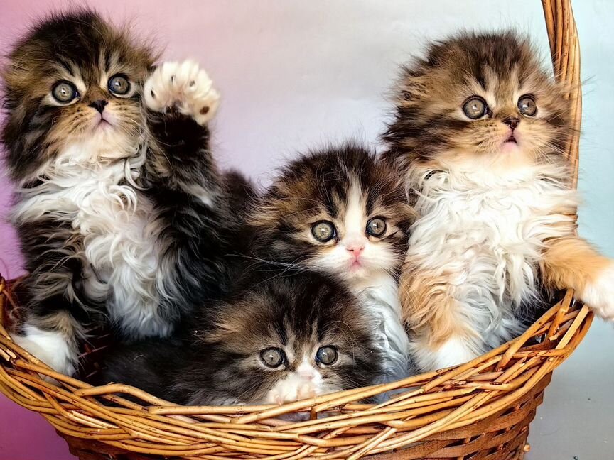 Шикарные хайленд фолды