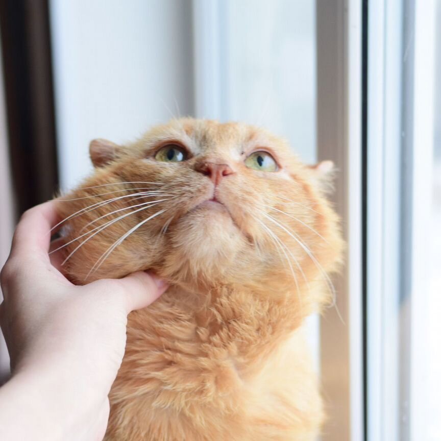 Крупный рыжий кот
