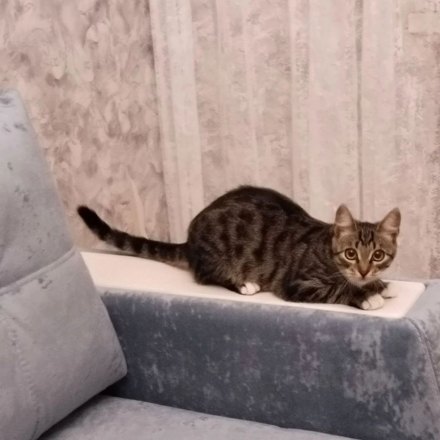 Котенок ищет дом