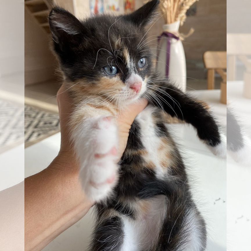 Котенок