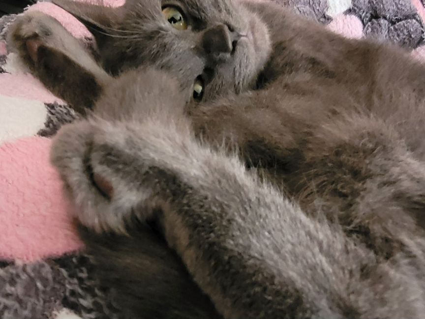Кошка на вязку