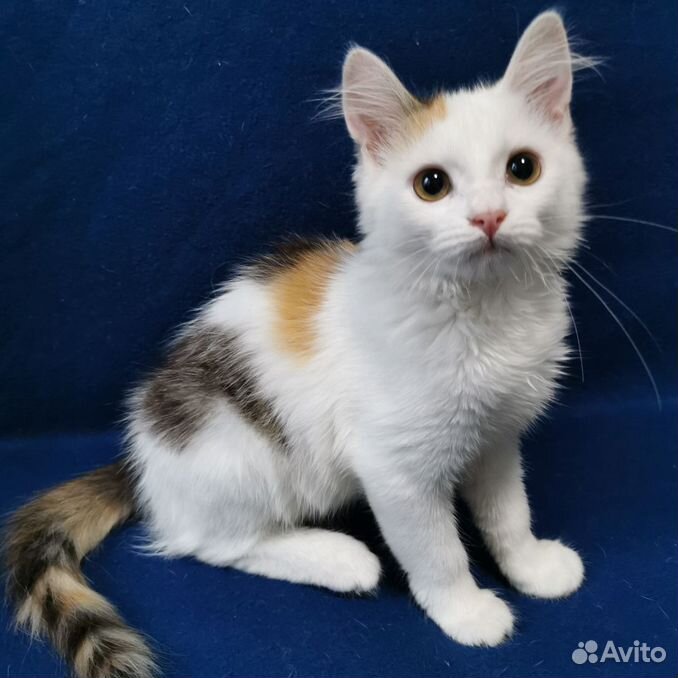 Котёнок трехцветочка ищет дом