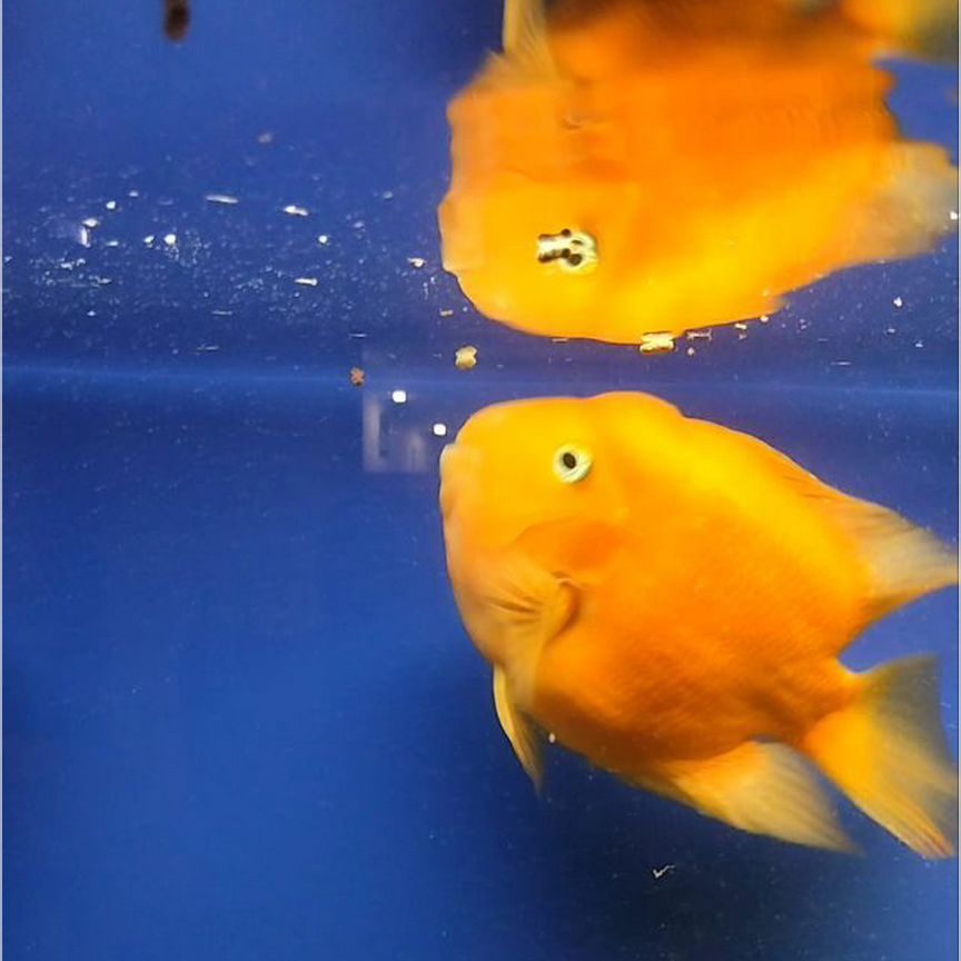 Аквариумные рыбки попугай