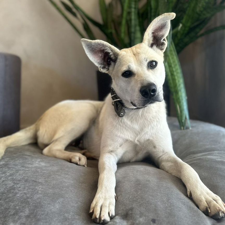 Собака в добрые руки отдам бесплатно