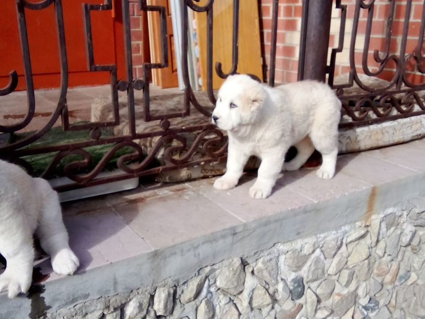 Щенки Алабая