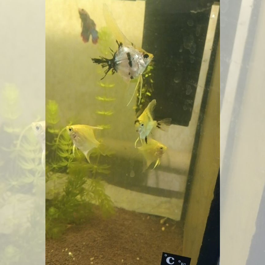 Отдам скалярий бесплатно