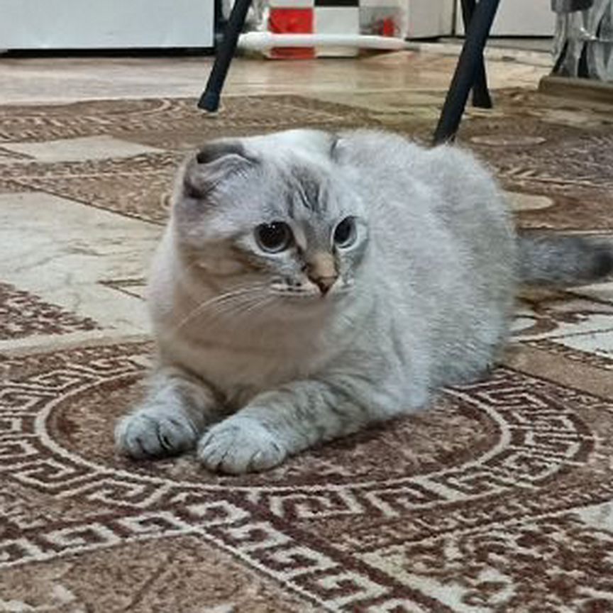 Шотландский вислоухий длинношёрстный котёнок