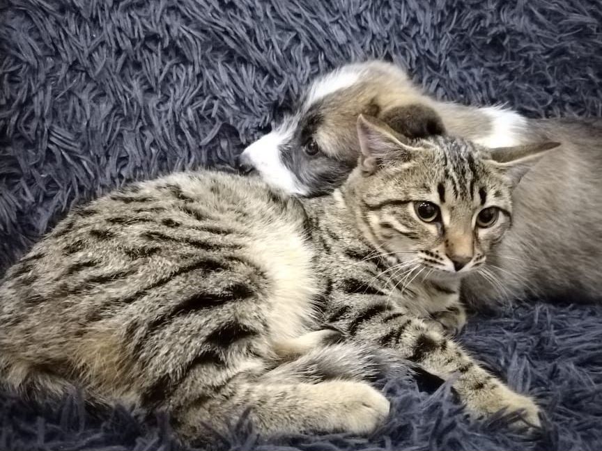 Бенгальская кошка