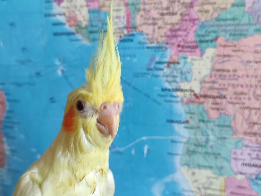 Попугай карелла 1 месяц