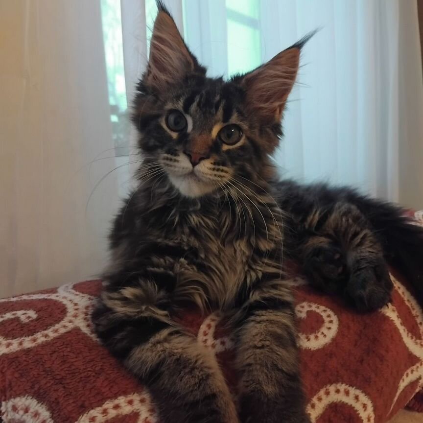 Котенок Мейн-кун мальчик