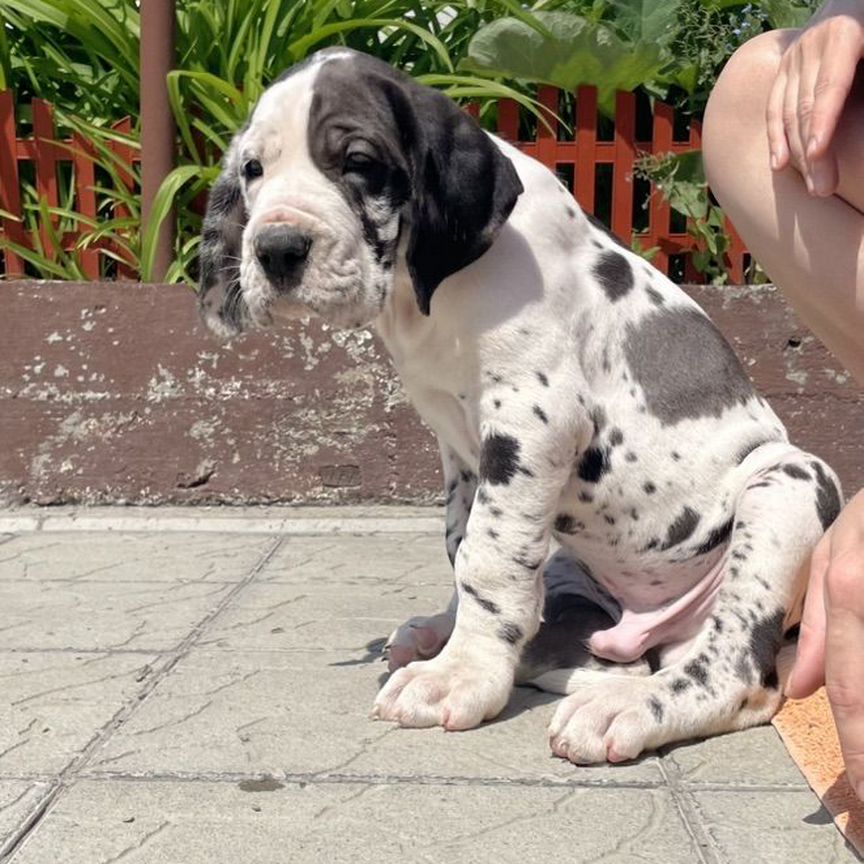 Немецкий дог,мальчик (есть доставка)