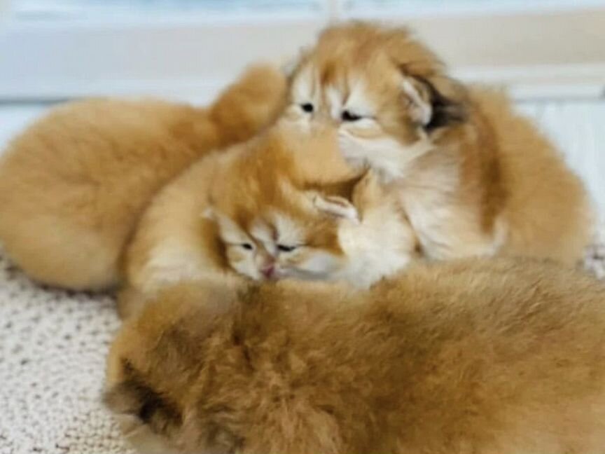 Котята золотая шиншилла