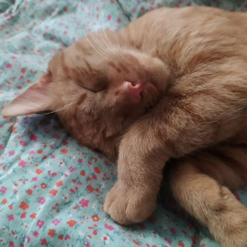 Взрослый кот в добрые руки