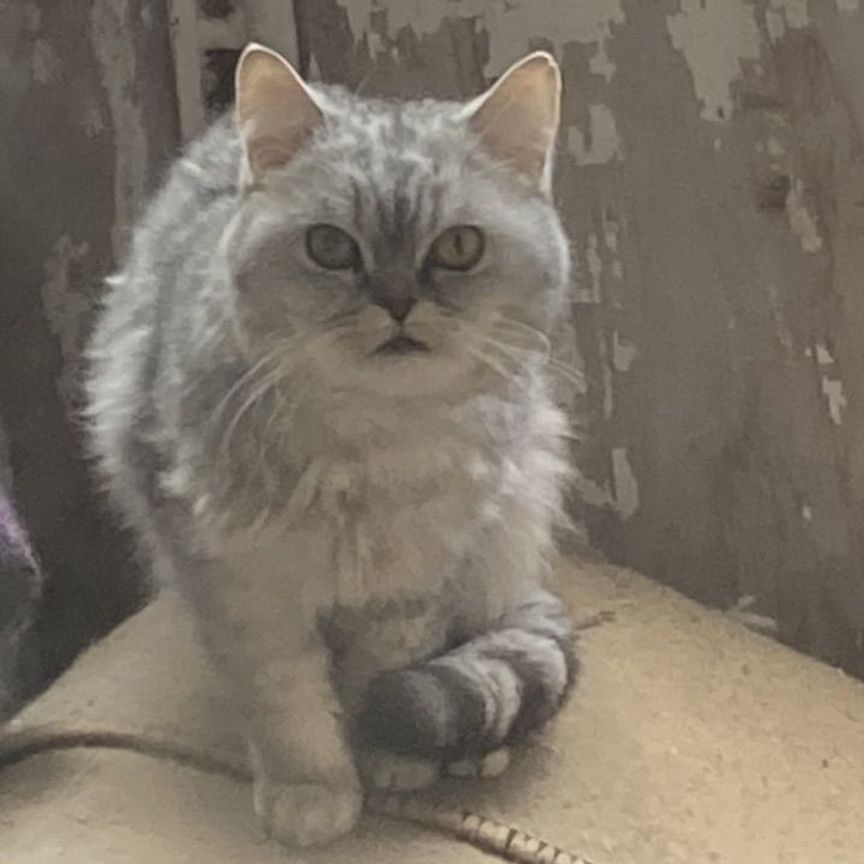 Кот в добрые руки