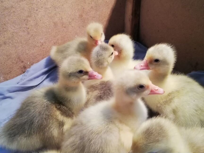 Продам гусят