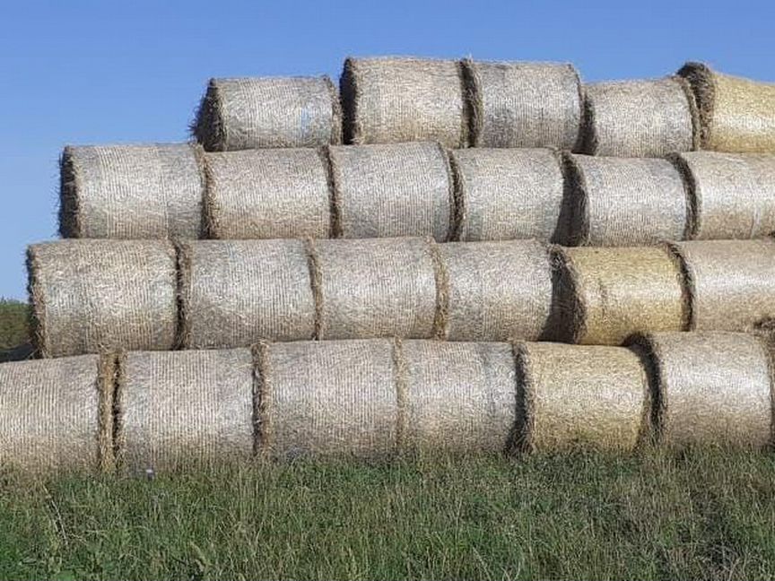Сено в тюках