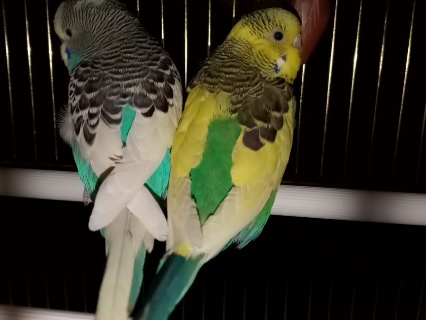 Попугаи с клеткой