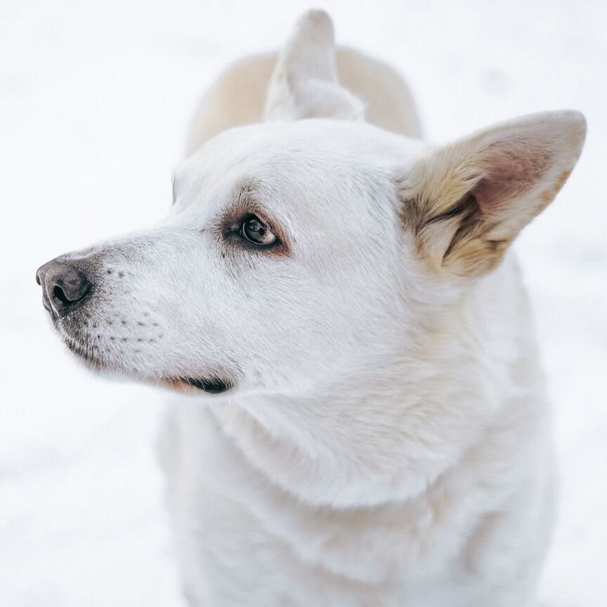 Взрослый пёс в добрые руки
