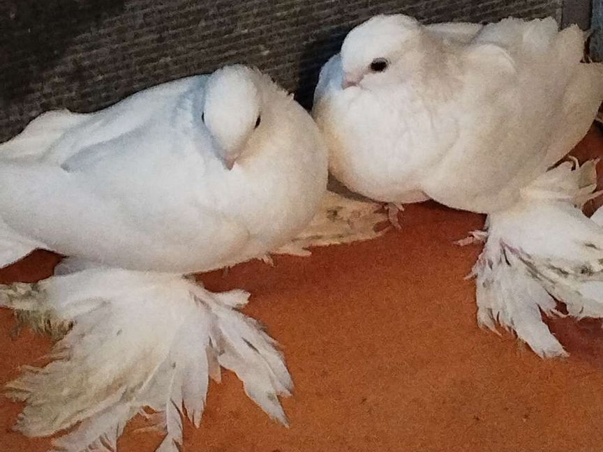 Купля продажа голубей