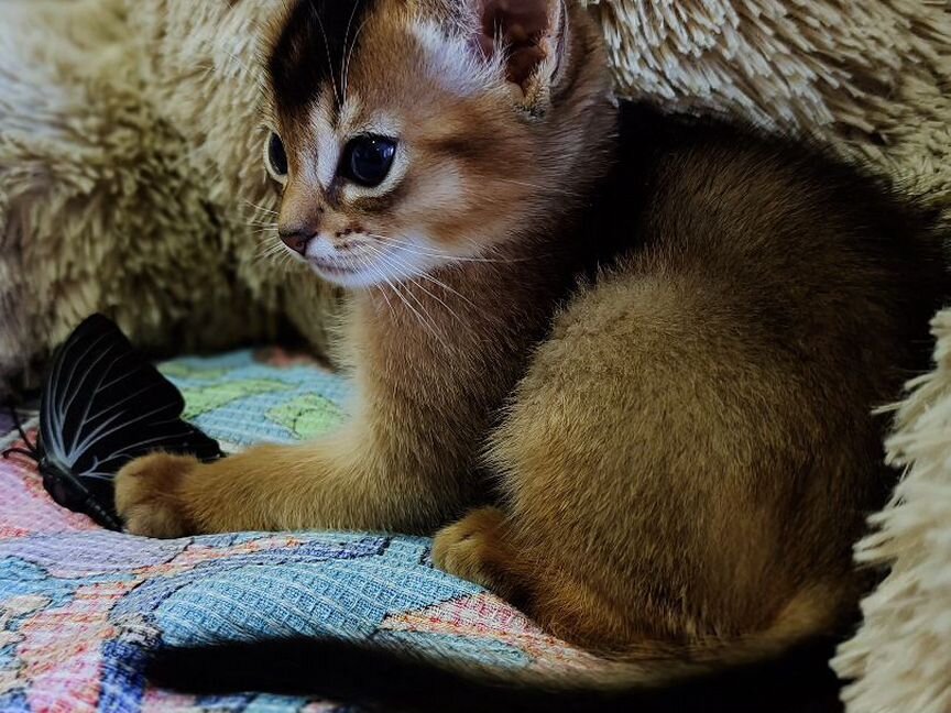 Абиссинские котята