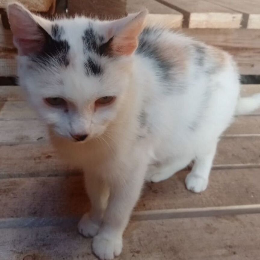 Взрослая кошка в добрые руки