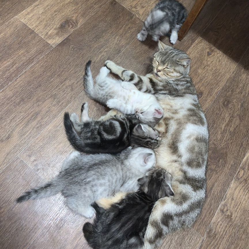 Британские котята короткошерстные серые