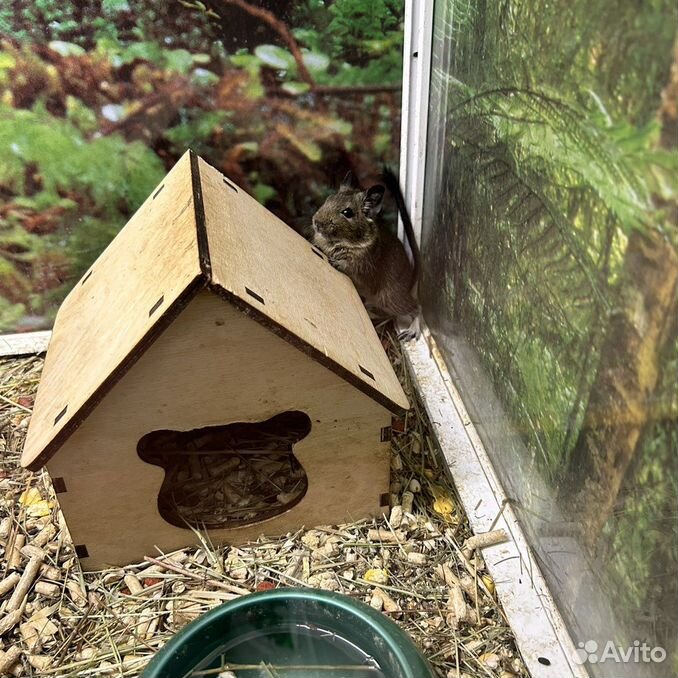 Чилийская белка дегу