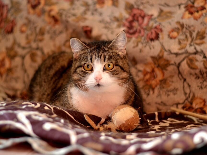 Манечка в добрые руки