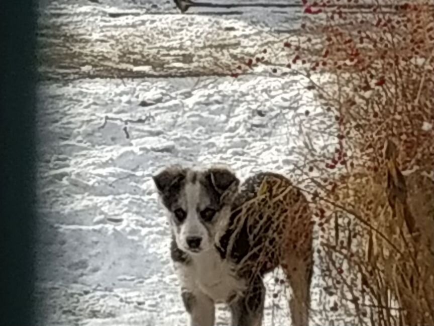 Отдам бесплатно щенки