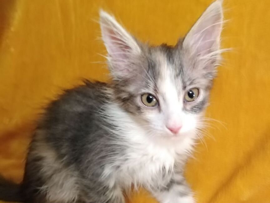 Котёнок Злата