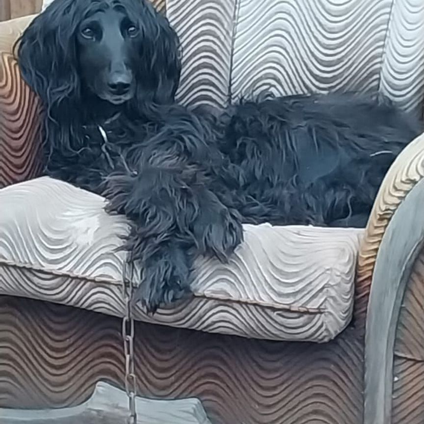 Киргизская борзая