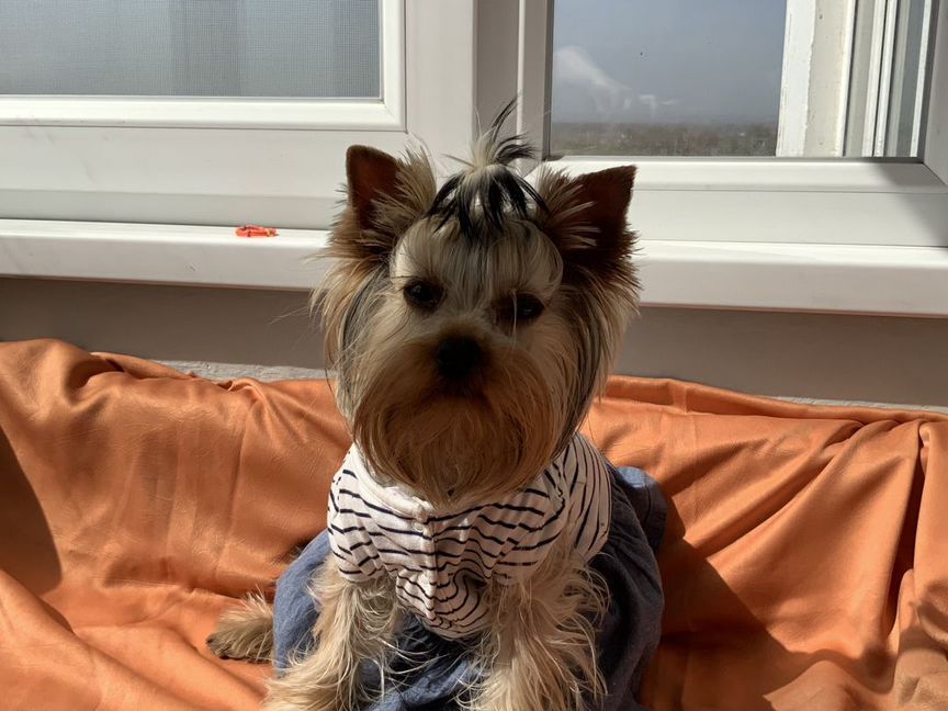 Йоркширский терьер девочка