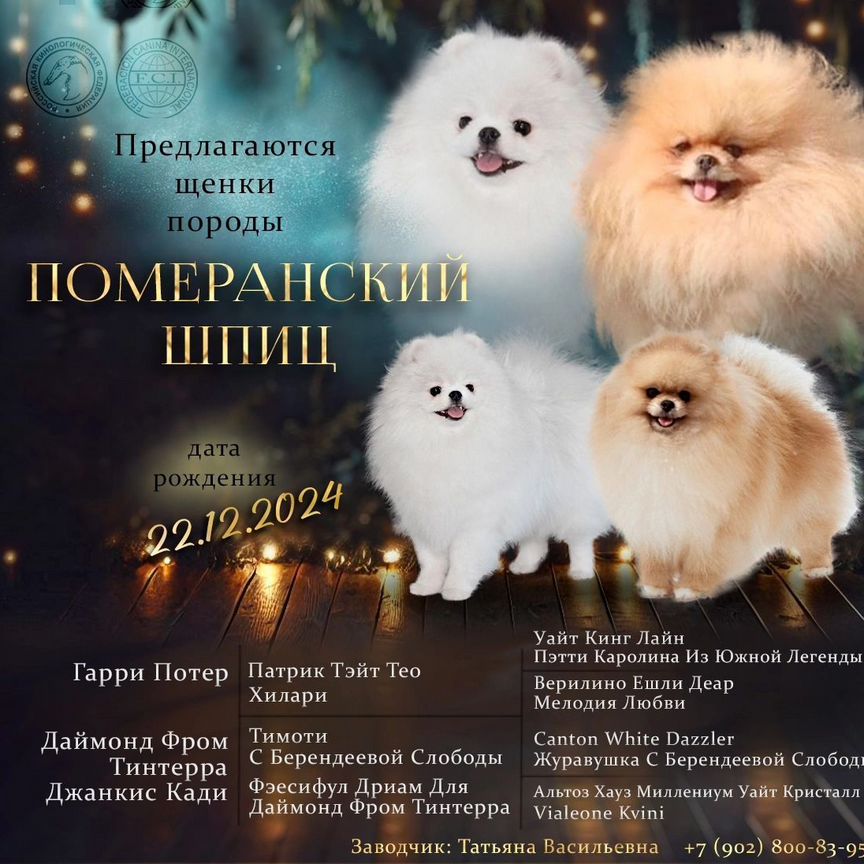 Померанский шпиц