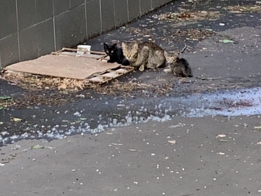 Маленькие котята в опасности