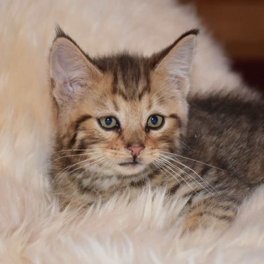 Котята редкой породы пиксибоб