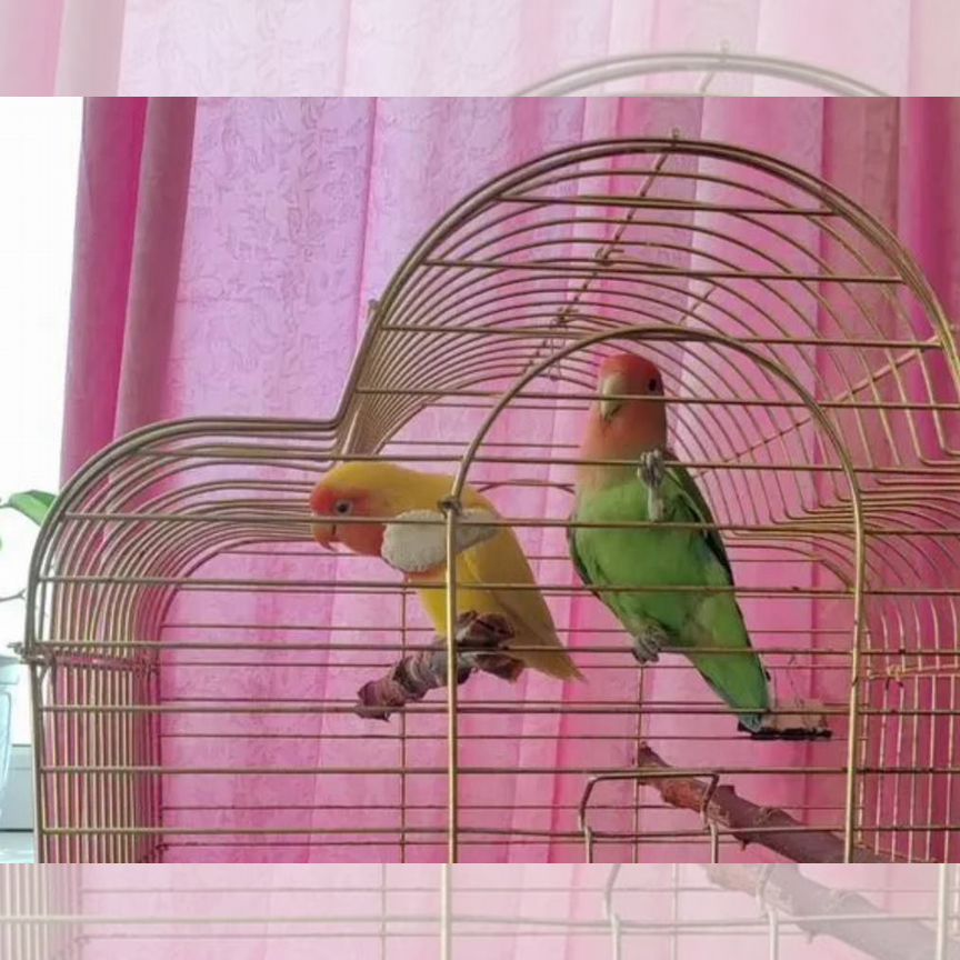 Попугай неразлучники