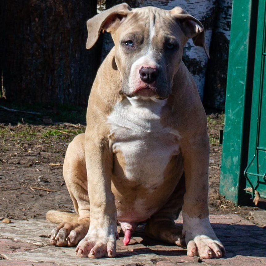 Американский булли xl