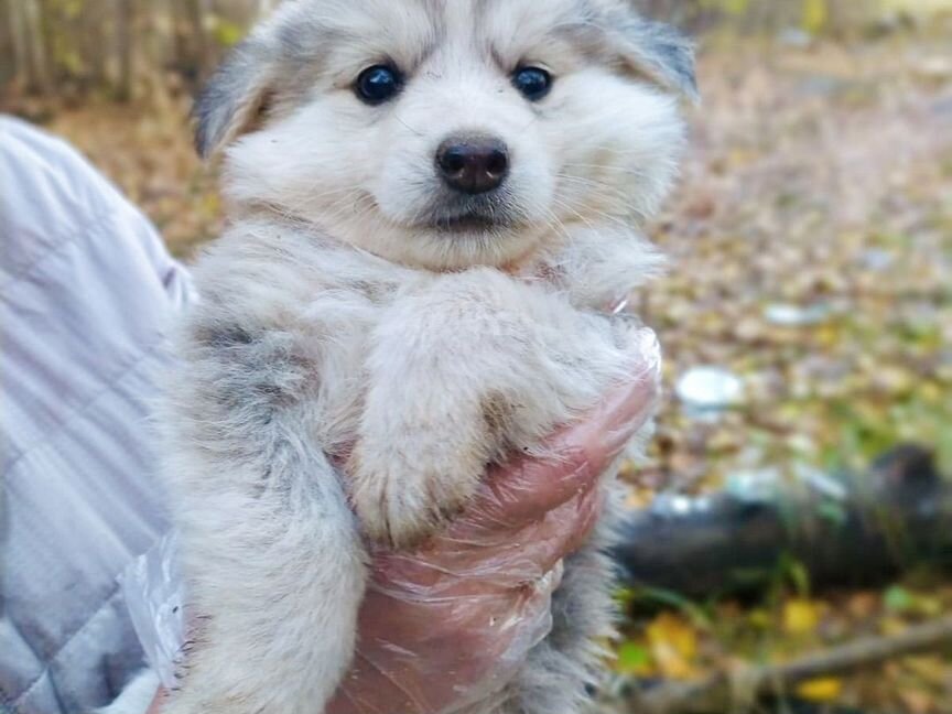 Малыши ищут дом