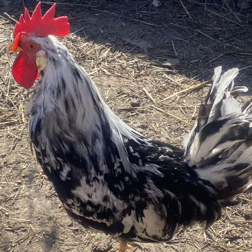 Петух легорн долматинец