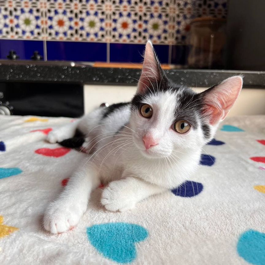 Котенок мальчик 2,5 месяца
